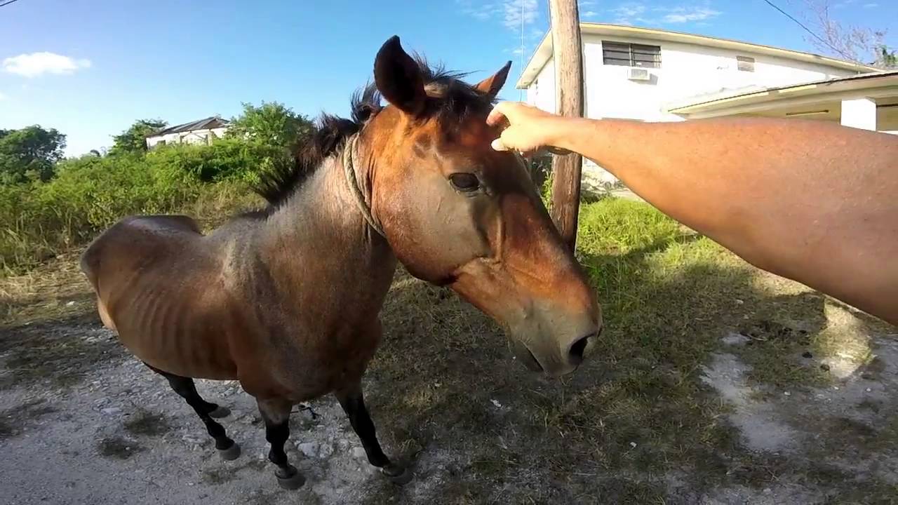 Cat Island Bahamas August 2016 YouTube Cat Island Bahamas August 2016 YouTube