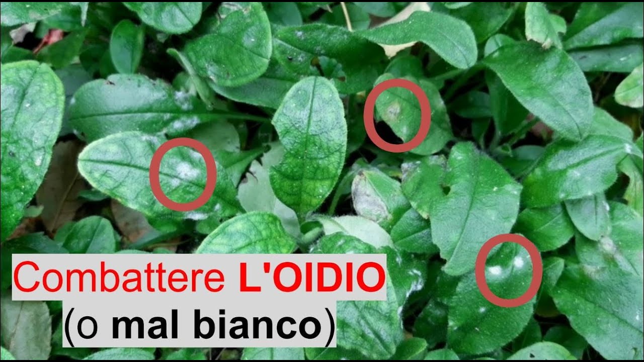L'OIDIO (o MAL BIANCO): scopriamo cos'è e come proteggere le piante - W ...