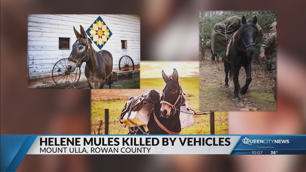 Mountain Mule Packer Ranch mourns loss of mules used in Hurricane ...