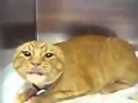 boze kat grappig - YouTube