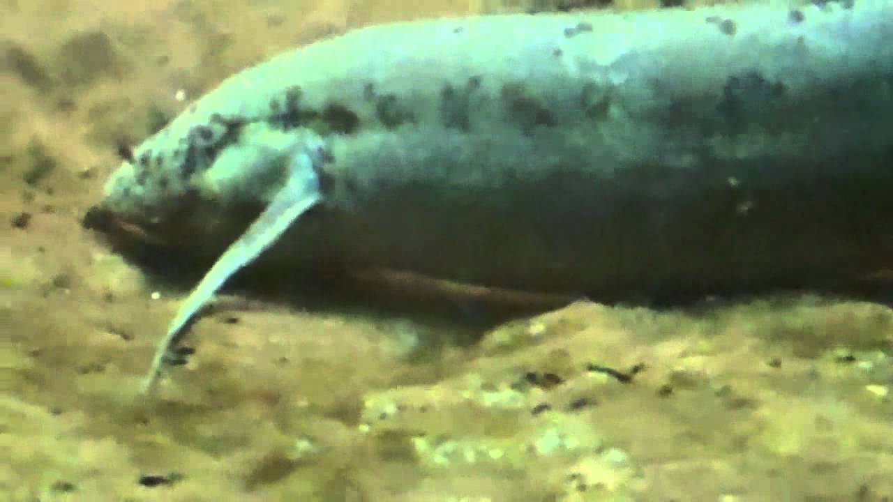 On Location: The African Lungfish - YouTube