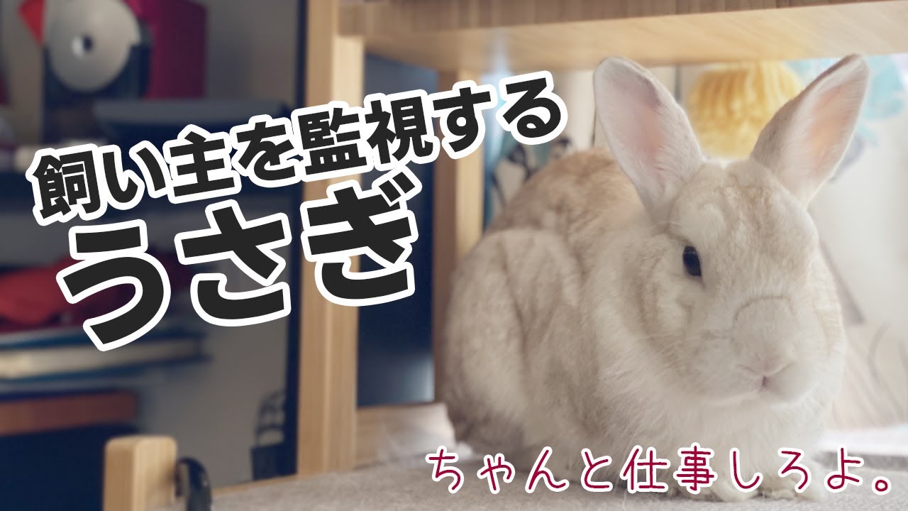 飼い主を監視するうさぎ (Eng sub) Rabbit monitor the owner - YouTube