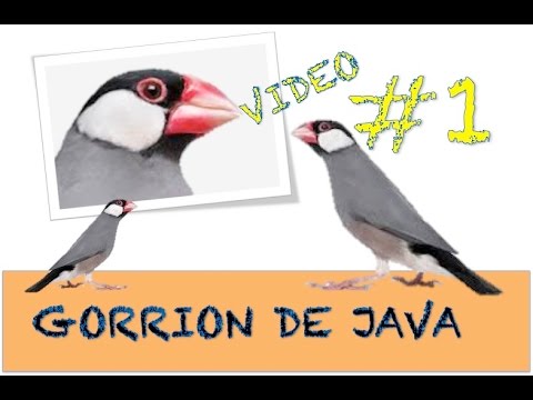 GORRIONES DE JAVA, PADDA O CALAFATE /Proyecto 2016 / Reproducción VIDEO ...