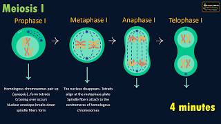 The Stages Of Meiosis Masteringbiology