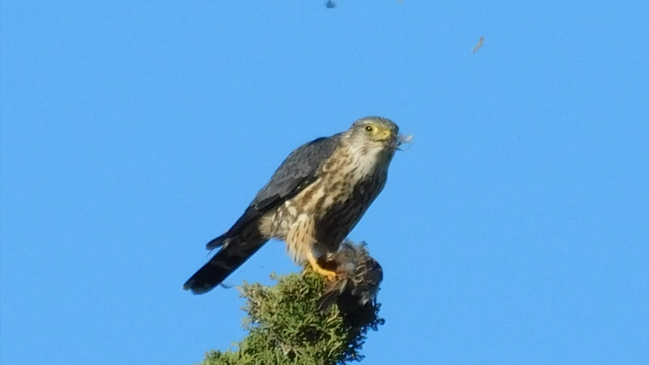 Coopers Hawks, Fluffy, RedTailed Hawk, Speedy and Mate and California ...