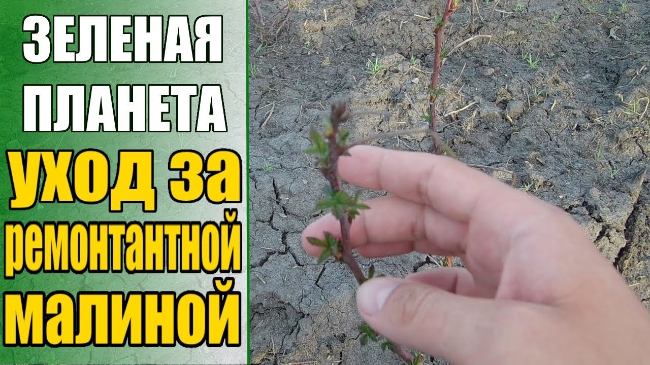 Выращивание ремонтантной малины / Весенняя подкормка малины - YouTube