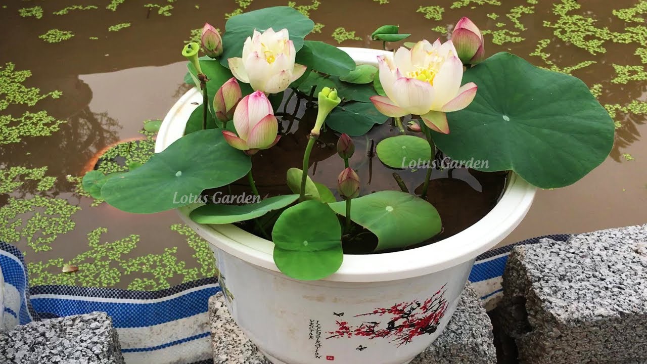 3 things to do to have a mini lotus pot with many flowers | growing ...