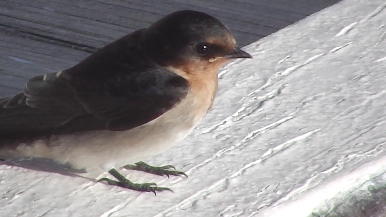 Welcome Swallow (Hirundo neoxena) - YouTube