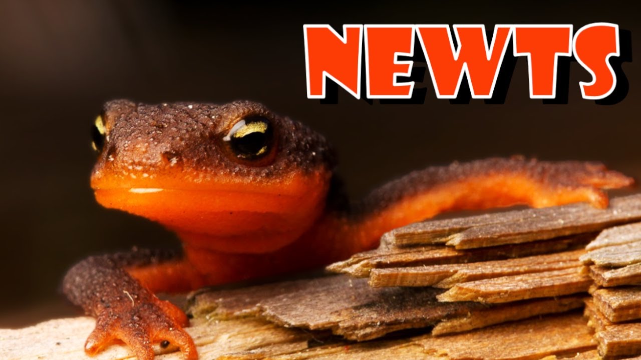NEWTS: Poisonous salamanders - YouTube