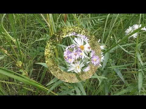 The days of Asters (Symphyotrichum)