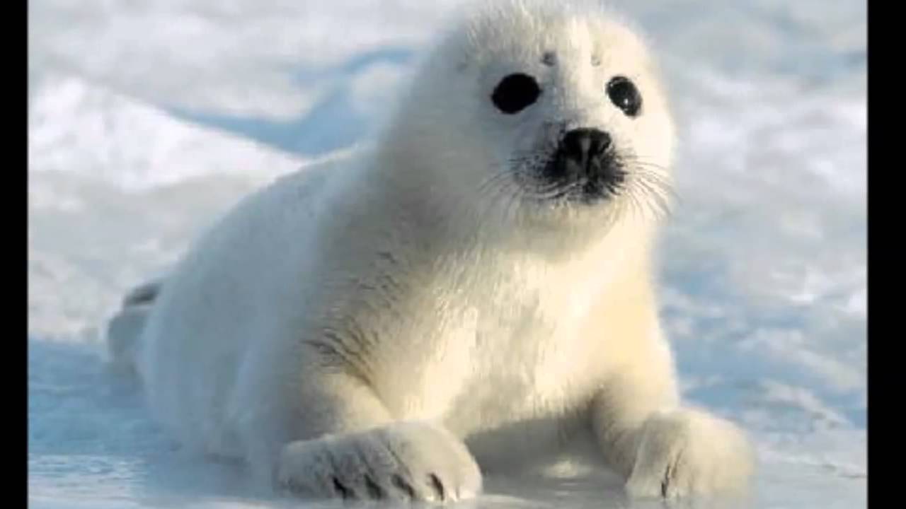 seals movie - YouTube