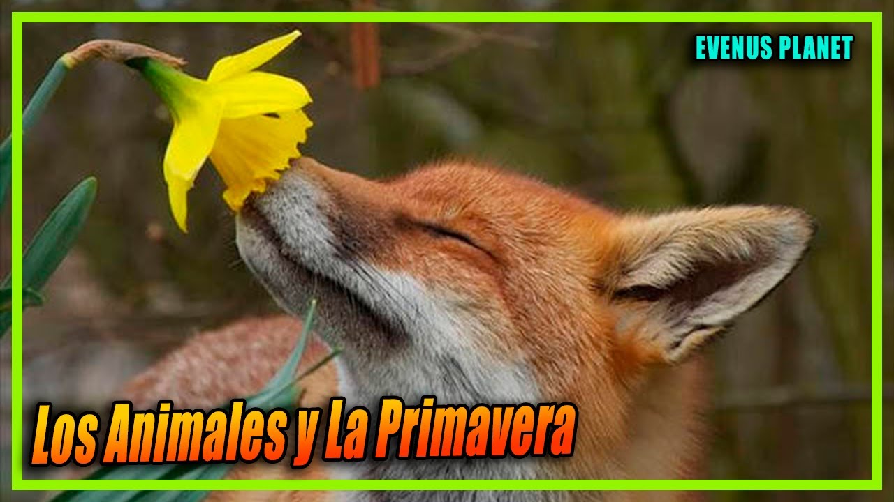 Los Animales y La Primavera - YouTube