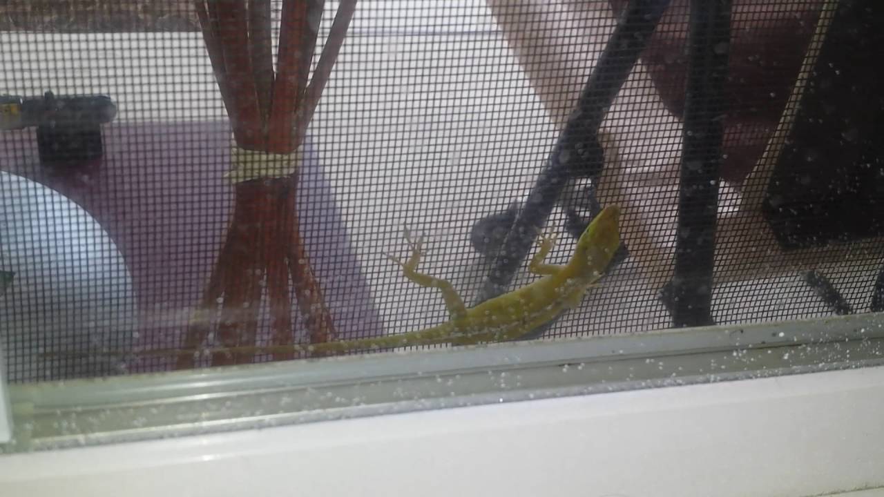 Gerald The Three Legged Lizard - YouTube