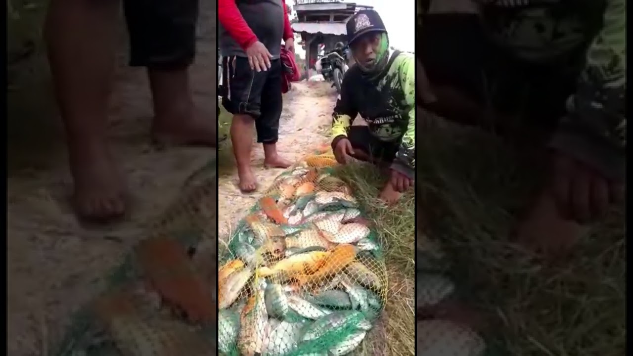 mancing mania - YouTube