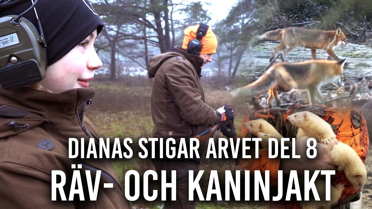 Dianas Stigar Arvet del 8 - Räv och kaninjakt på Gotland - YouTube