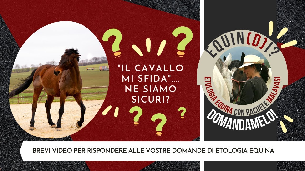 Equin(d)i? Domandamelo! Il cavallo ti sfida? Etologia Equina con Rachele Malavasi - YouTube