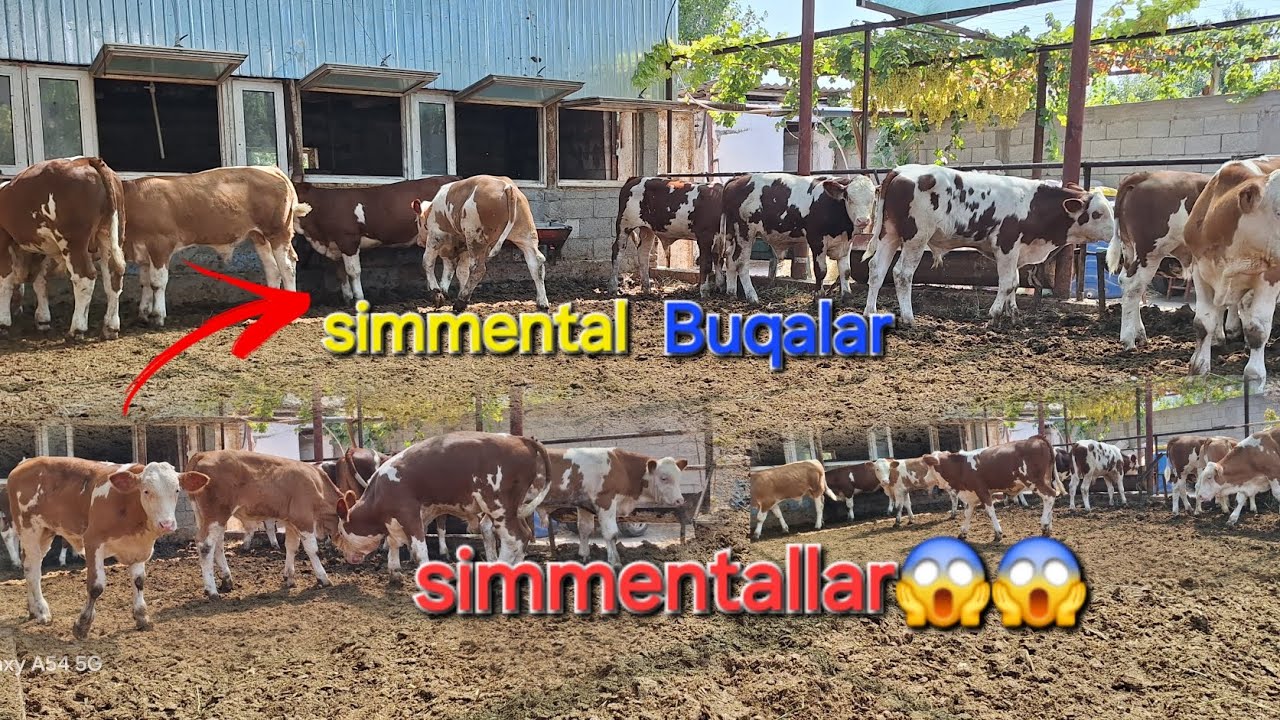 Avstriya Simmental Buqalar Sotiladi Anvar aka xonadonida Simmental ...