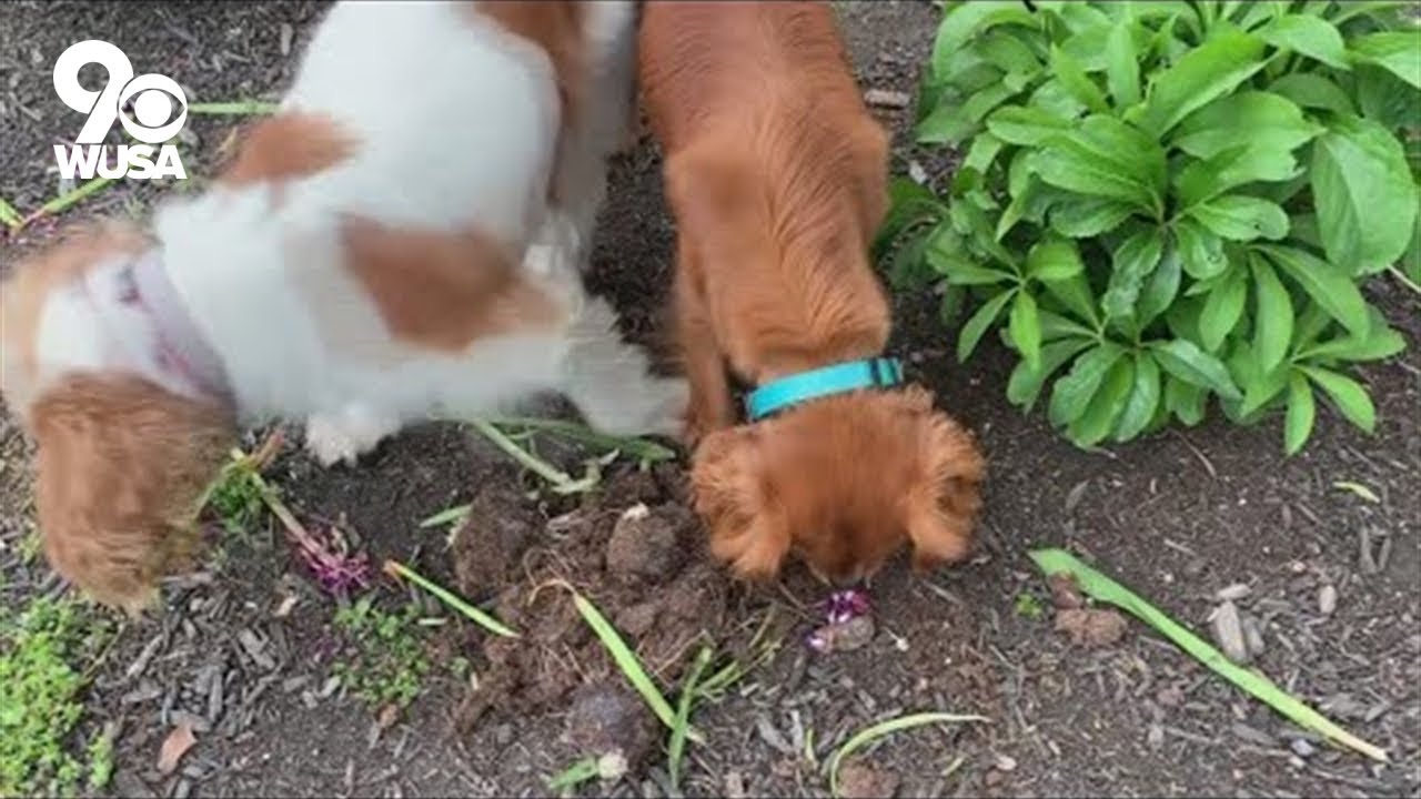 Cicada edibility: Everything you need to know about pets -- and humans ...