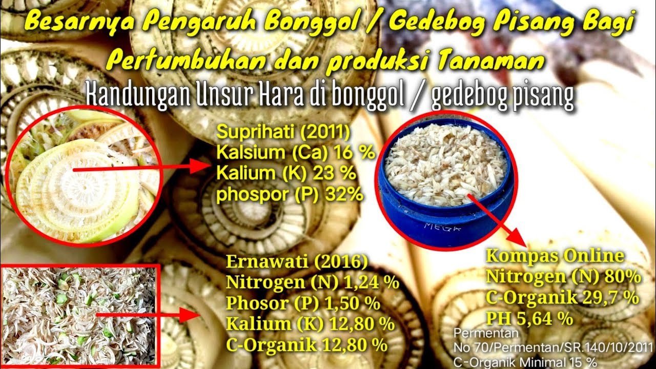 Manfaat Gedebog / Batang pisang terhadap Pertumbuhan dan Produksi ...