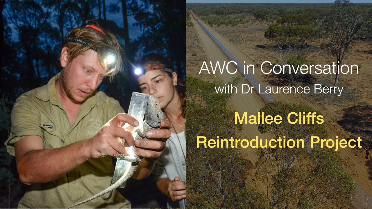 AWC in Conversation with Dr Laurence Berry: Mallee Cliffs ...