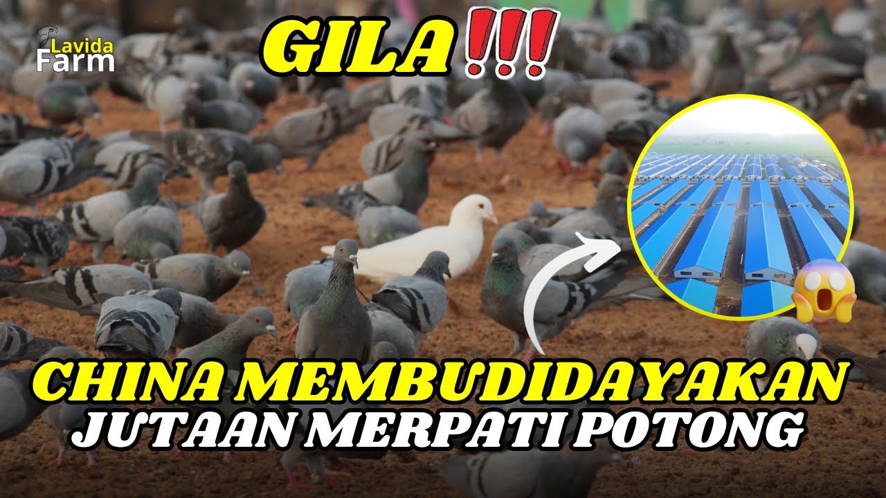 China Membudidayakan Merpati Potong⁉️Melihat Peternakan Merpati Potong ...