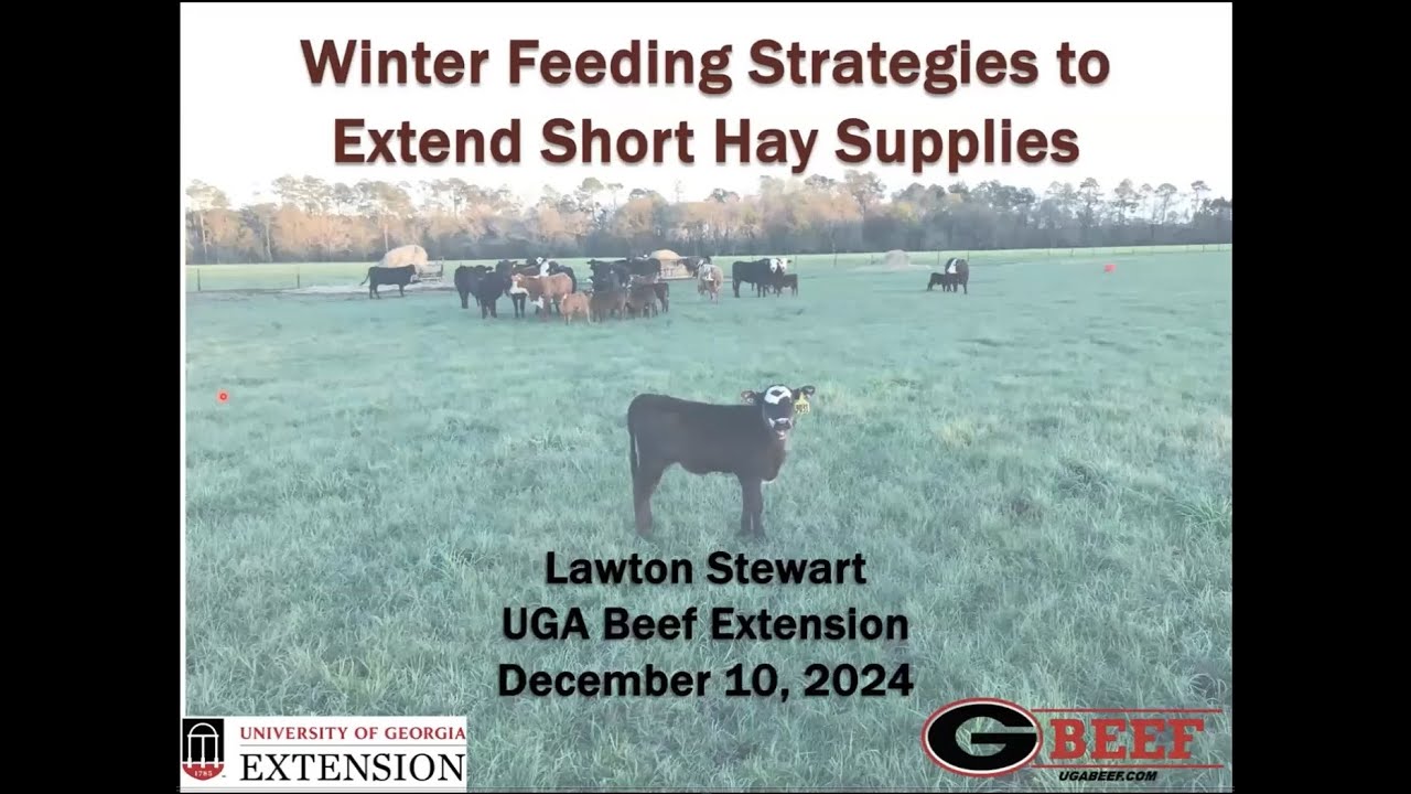 Winter Feeding Strategies to Extend Short Hay Supplies - YouTube