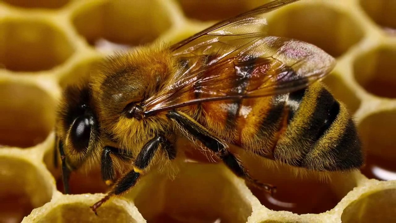 Asalarichilik haqida, siz bilmagan faktlar. - YouTube