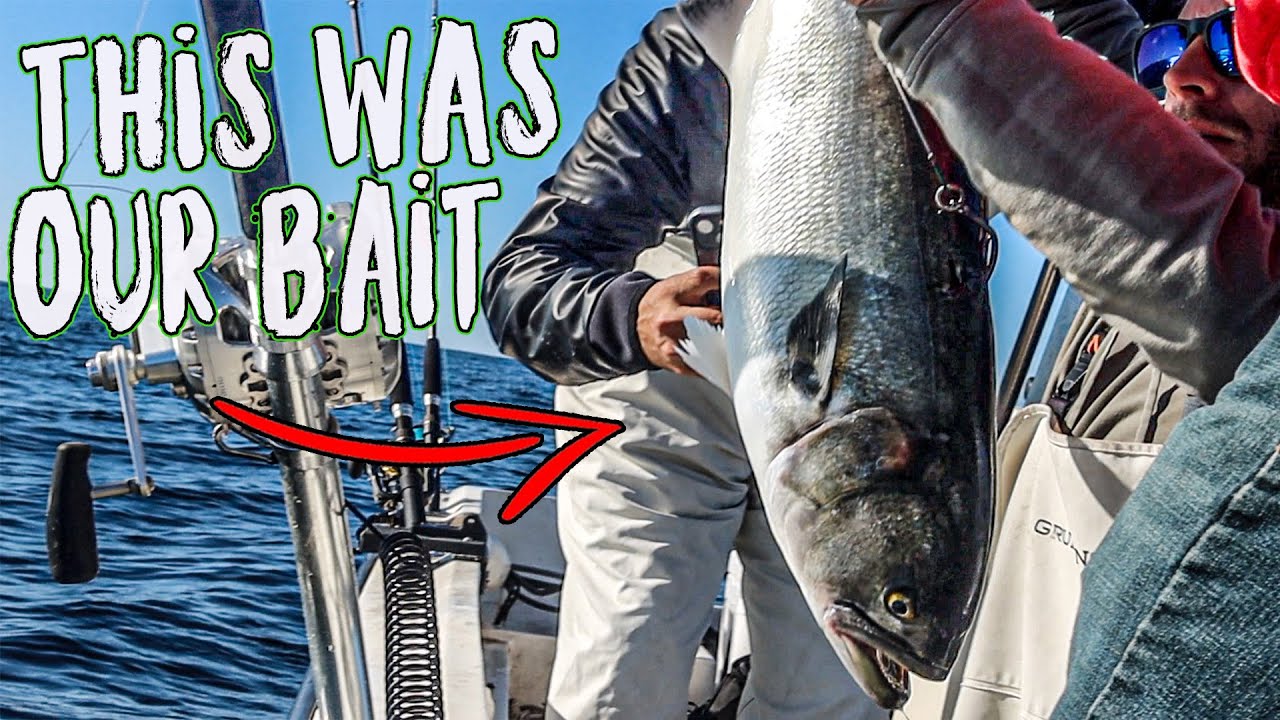 Offshore Fishing with GIANT BLUEFISH! MASSIVE MAKO JUMP! - YouTube