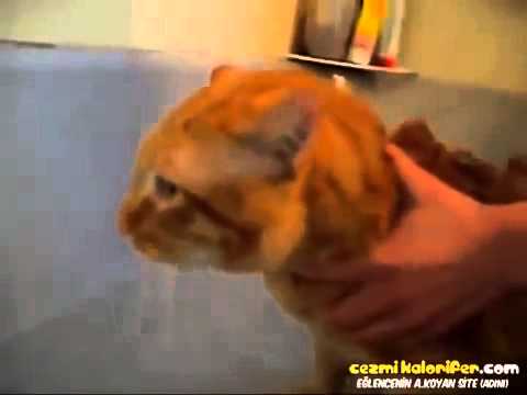 Suyu Görünce Davut Diye Bağıran Kedi   YouTube