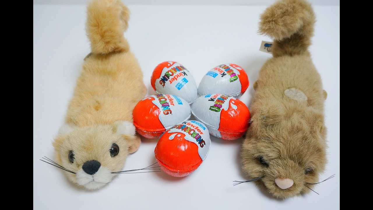 Funny Toy Ferret have Fun with Surprise Eggs - YouTube