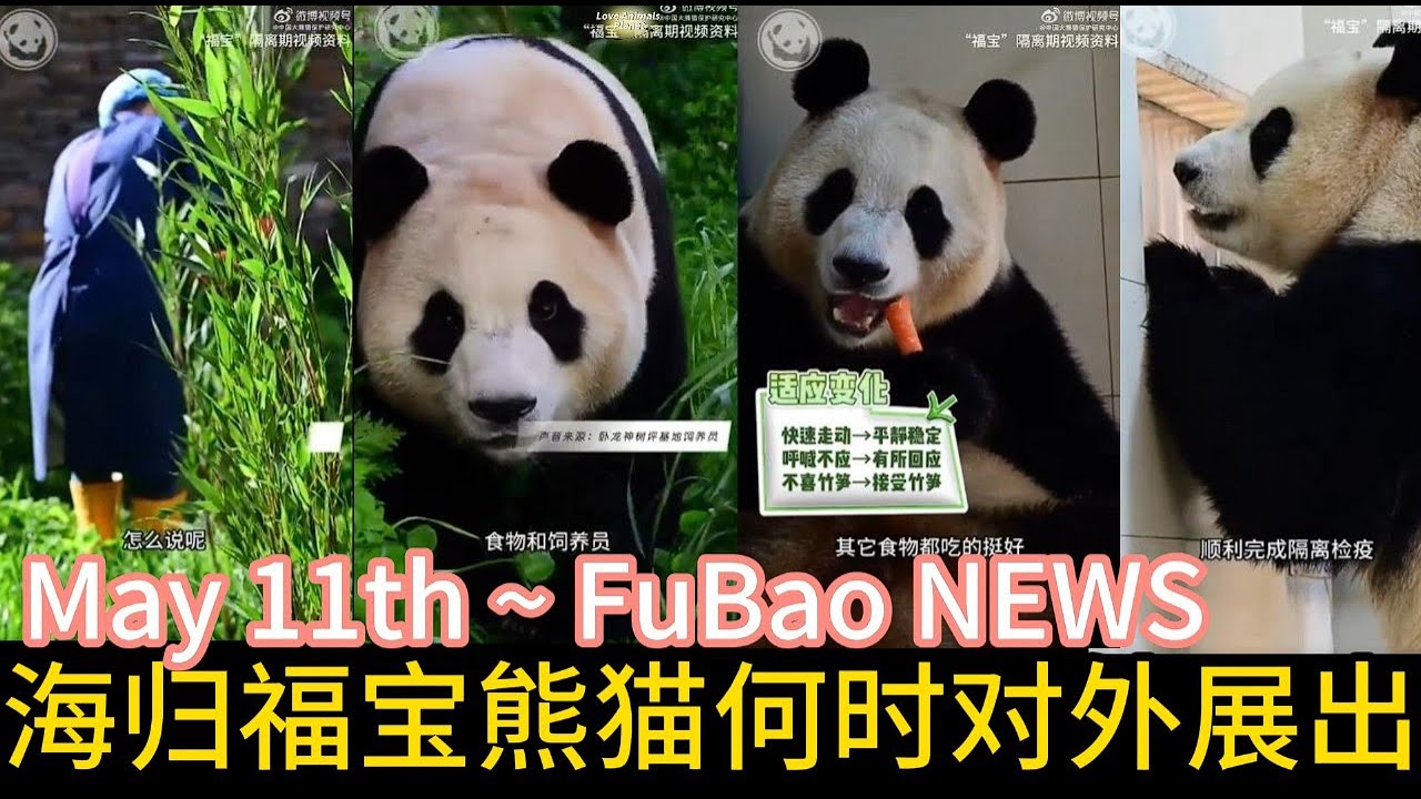 05 When will the panda Fu Bao be exhibited to the public? | 海归福宝熊猫何时对外 ...