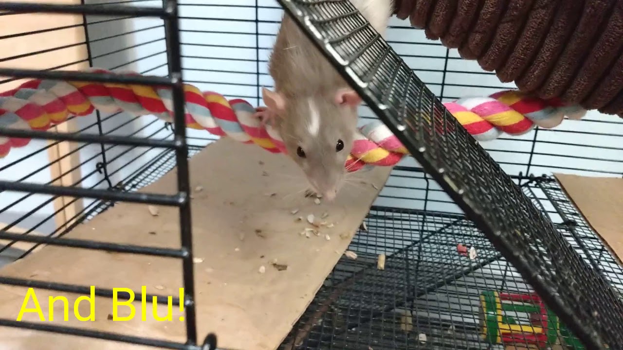 Meet the Ratties! - Adopted! - YouTube