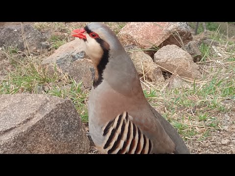 Chakor ki Awaz||Da zarki awaz national bird of Pakistan and Iraq chukar sounds||Chukar voice Zarka