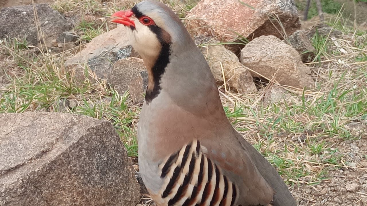 Chakor ki Awaz||Da zarki awaz national bird of Pakistan and Iraq chukar ...