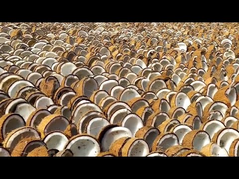 COPRA MAKING PROCESS COMPLETE FROM COCONUT TO DRY.