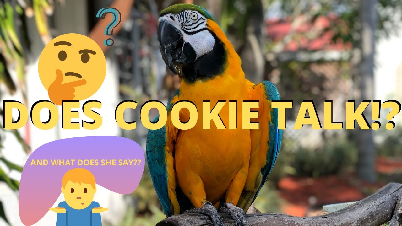 CAN MY MACAW TALK? | WHAT CAN COOKIE SAY? - YouTube