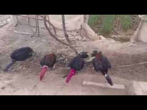 15 октября 2023 г.