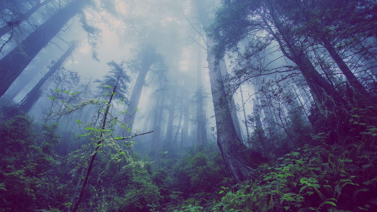 8 HOURS | Relaxing Rain Sounds with Thunder in Forest ASMR - YouTube