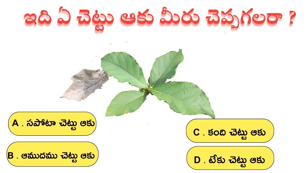 ఆ చెట్టు ఆకు ఇదే ||teak tree uses in telugu || teak wood || - YouTube
