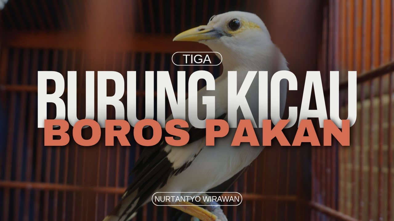 3 BURUNG KICAU BOROS PAKAN - YouTube