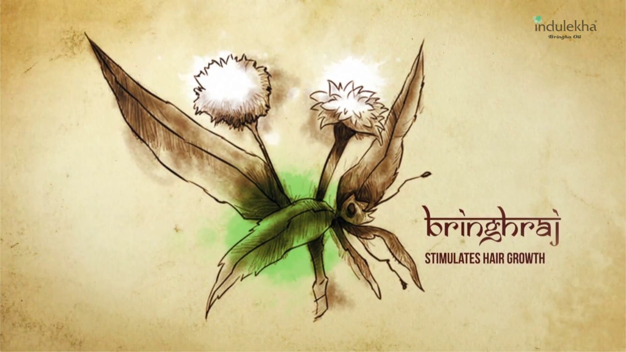 Indulekha Bringha Oil – The Power Of Herbs Prevent Hairfall And Help ...