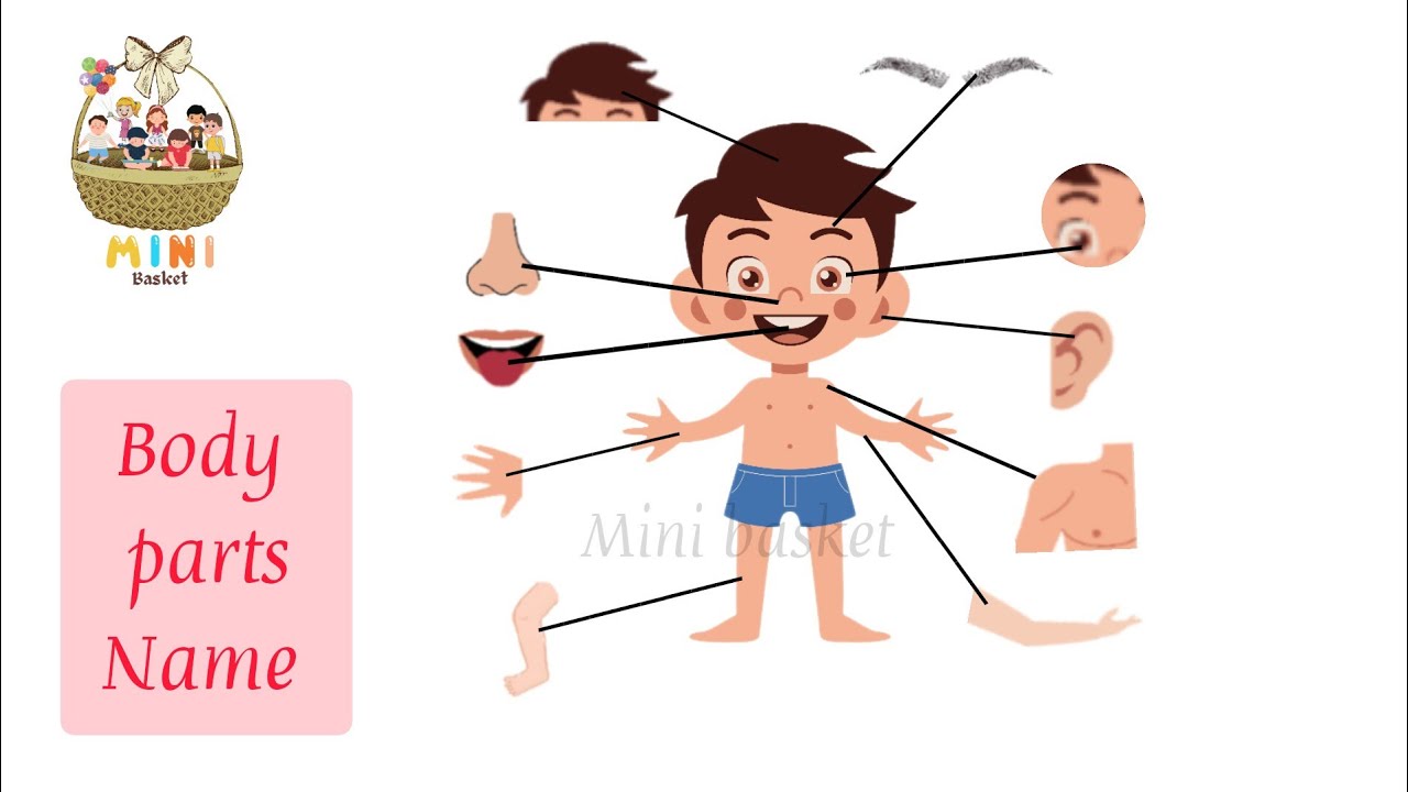 body parts name for kids | human body parts name for toddlers | learn ...