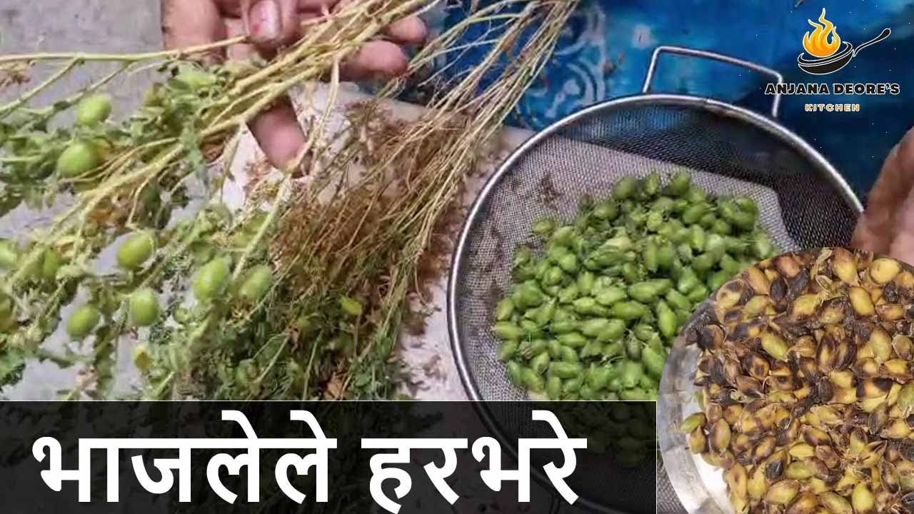 भाजलेला हरभरा l Harbhara | Roasted Green Chickpeas | Winter Special ...