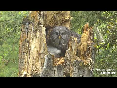 GGO Owlet Poop Shot