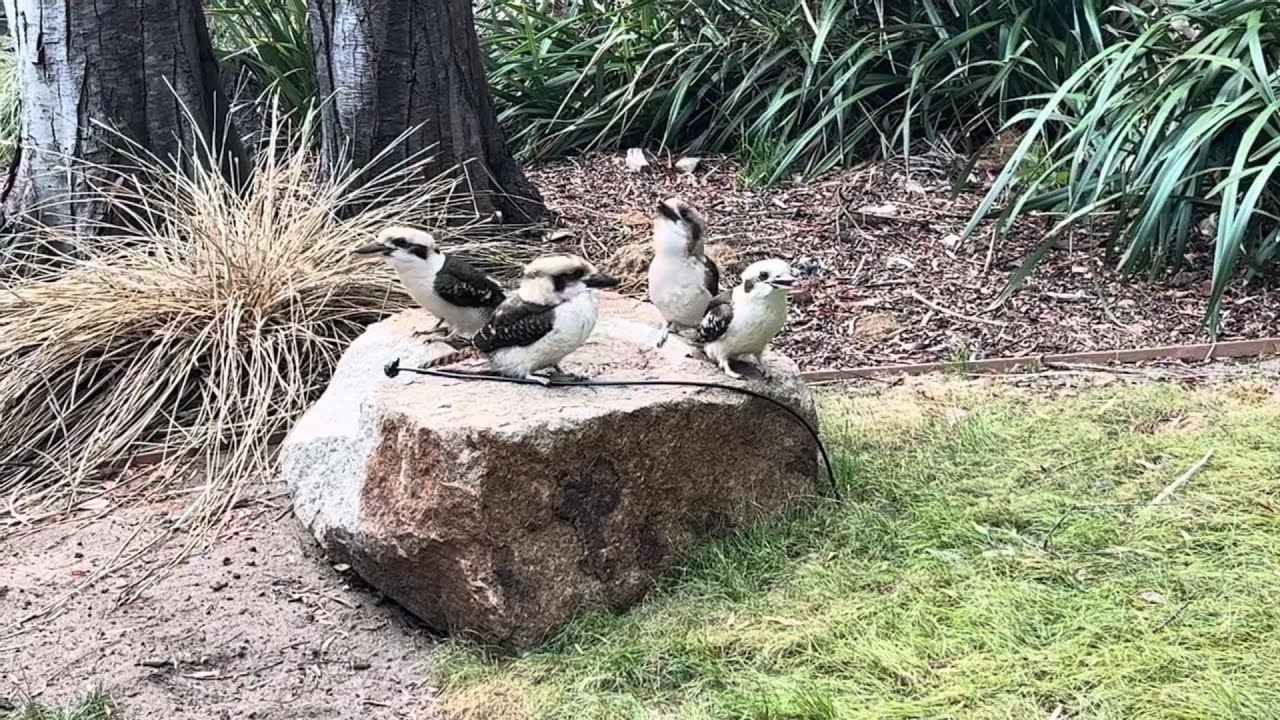 Four Baby Kookaburras Change Everything for This Bird Family 😍 - YouTube