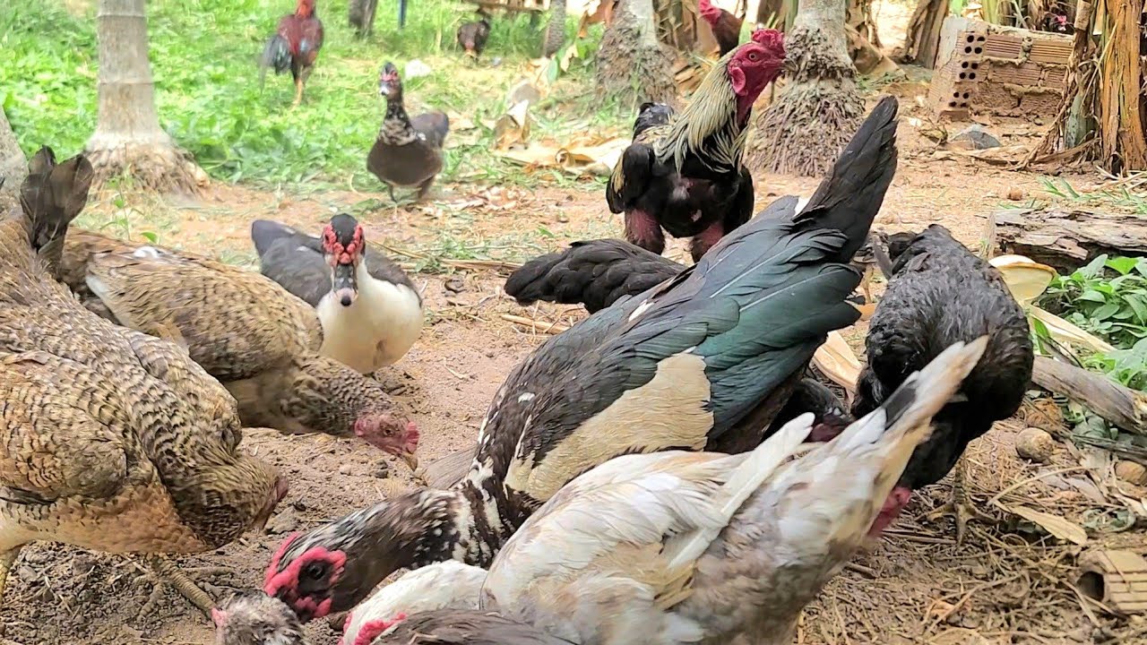 Chicken rooster and duck eating #chicken - YouTube