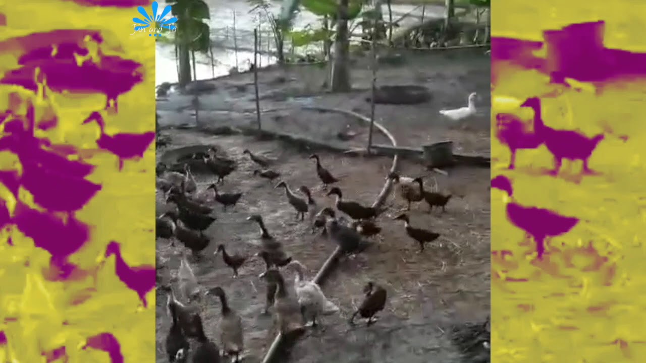 Ducks Feeding time at duck farm in The Philippines - YouTube