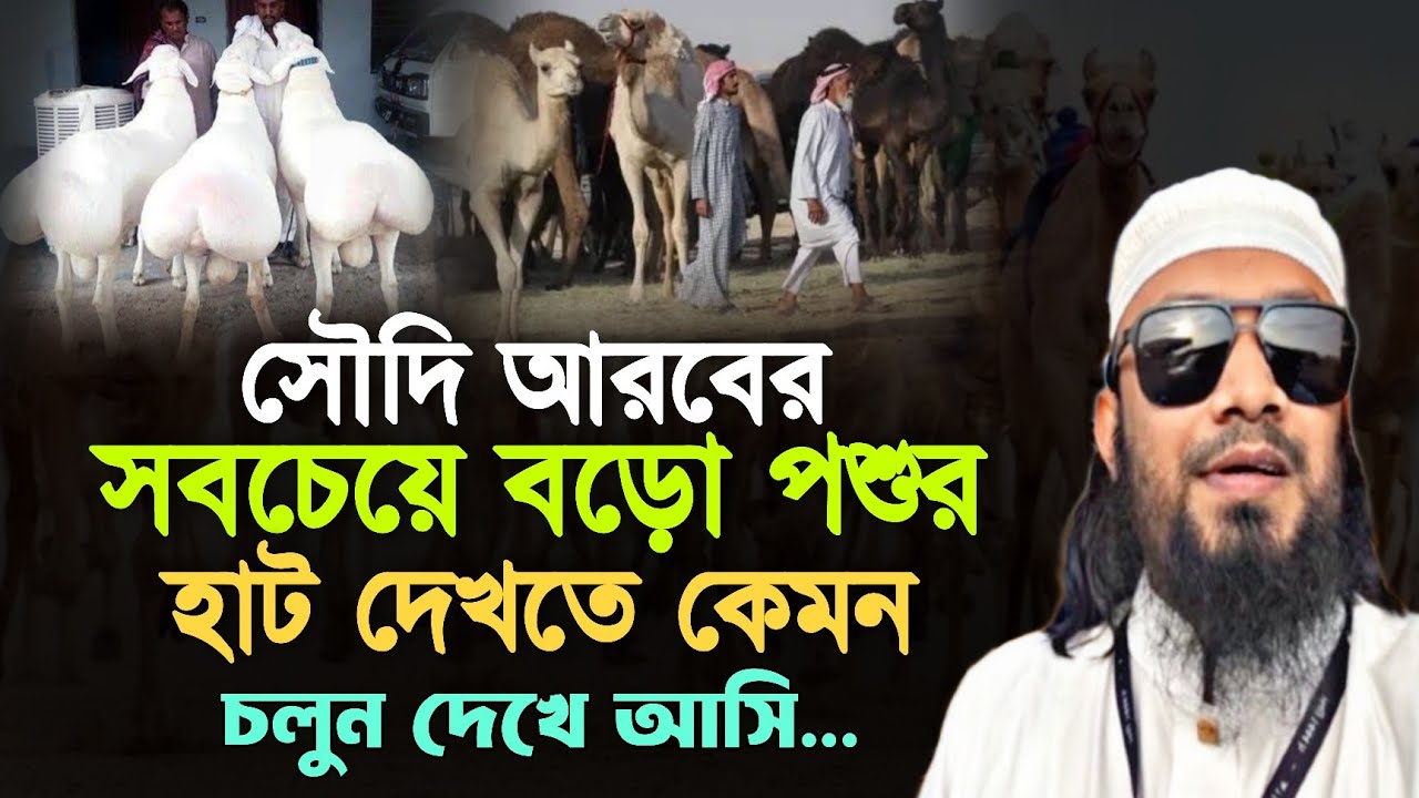 সৌদি আরবের পশুর হাট দেখতে কেমন চলুন দেখে আসি | আব্দুল হাই সাইফুল্লাহ ...