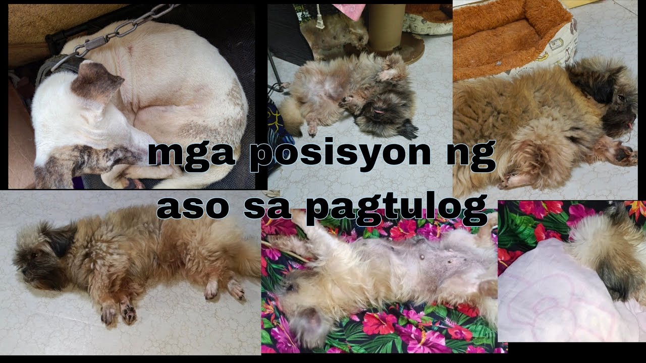 MGA POSISYON NG ASO SA PAGTULOG AT ANO ANG IBIG SABIHIN NITO. #dog # ...