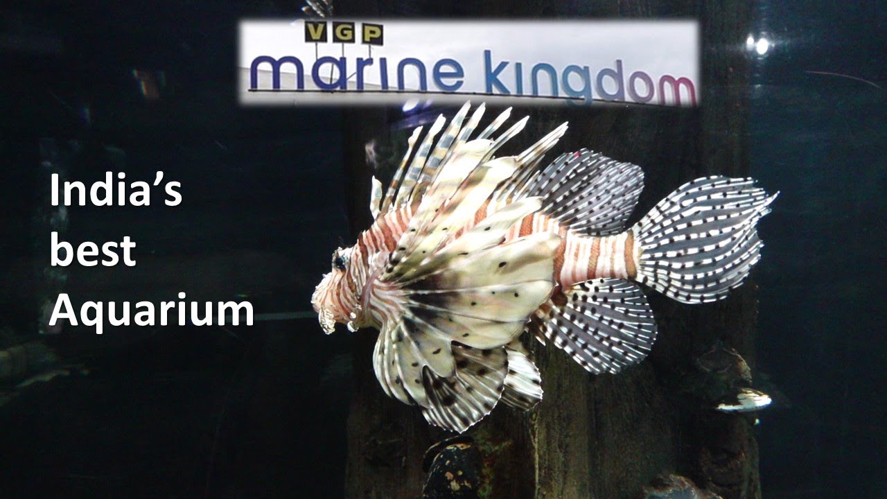 VGP Marine Kingdom Chennai- India's 1st Underwater Aquarium| - YouTube